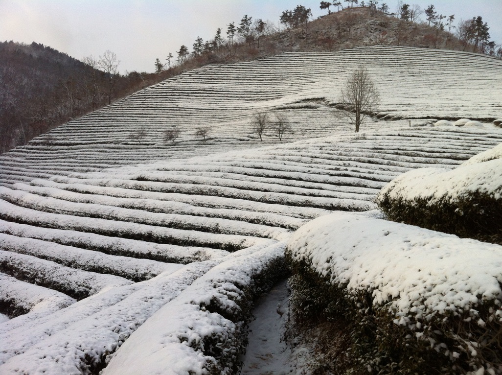 Explorer les Merveilleux Champs de Thé de Boseong en Corée du Sud - Voyage en Corée du Sud